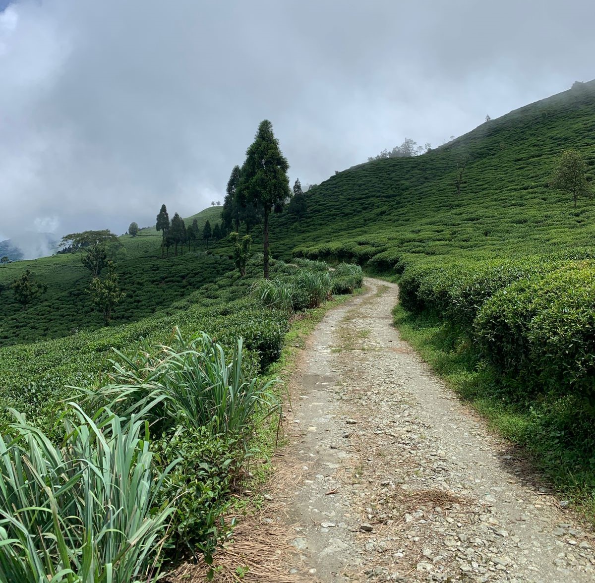 Darjeeling Village Trip – Homestays in Darjeeling